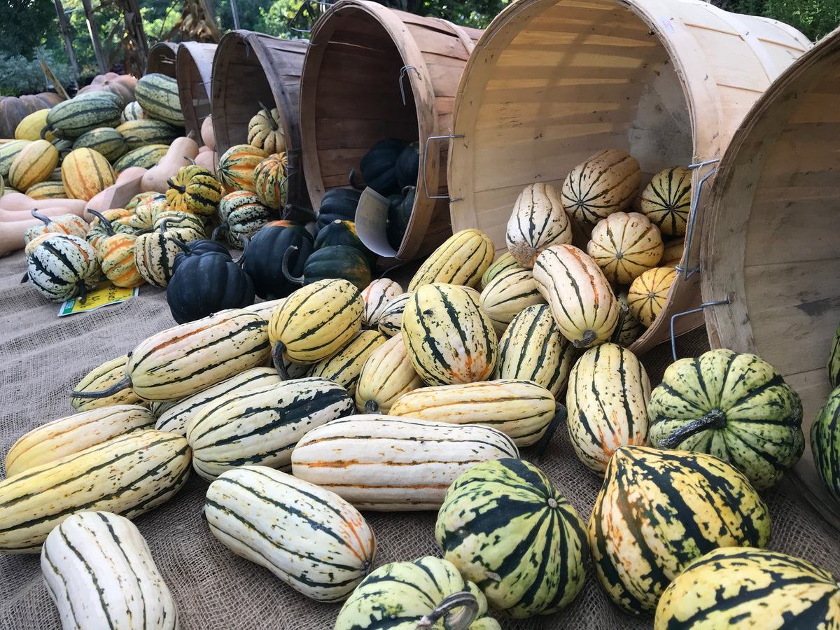 Thanksgiving – Page 2 – Freund's Farm Market & Bakery