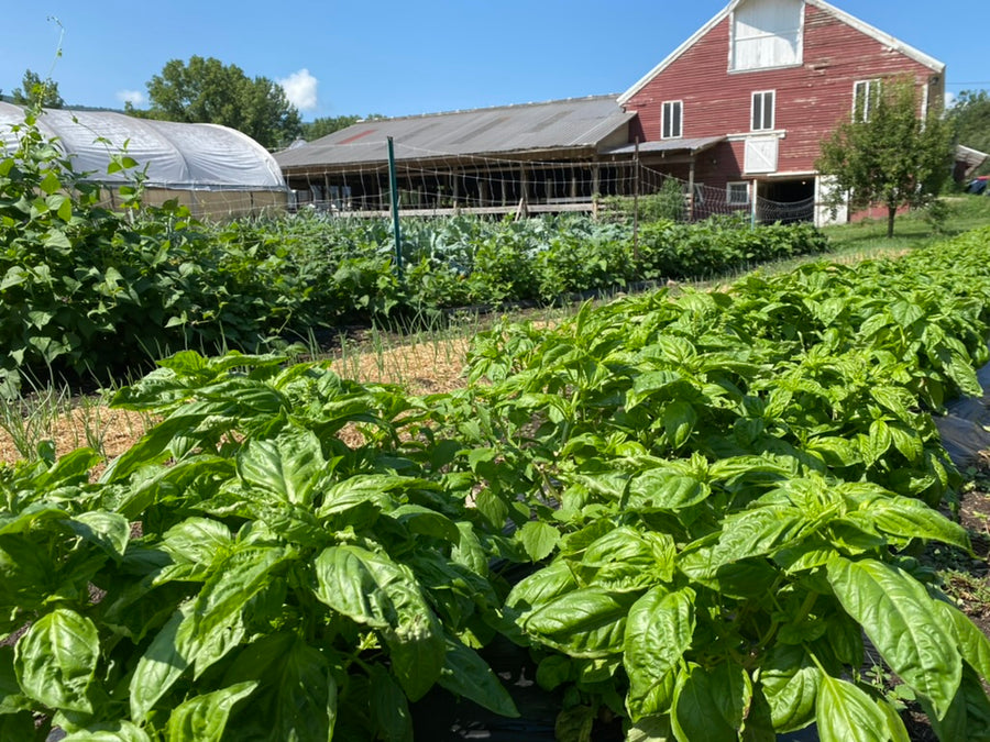 Freund's Farm Market & Bakery Online Store