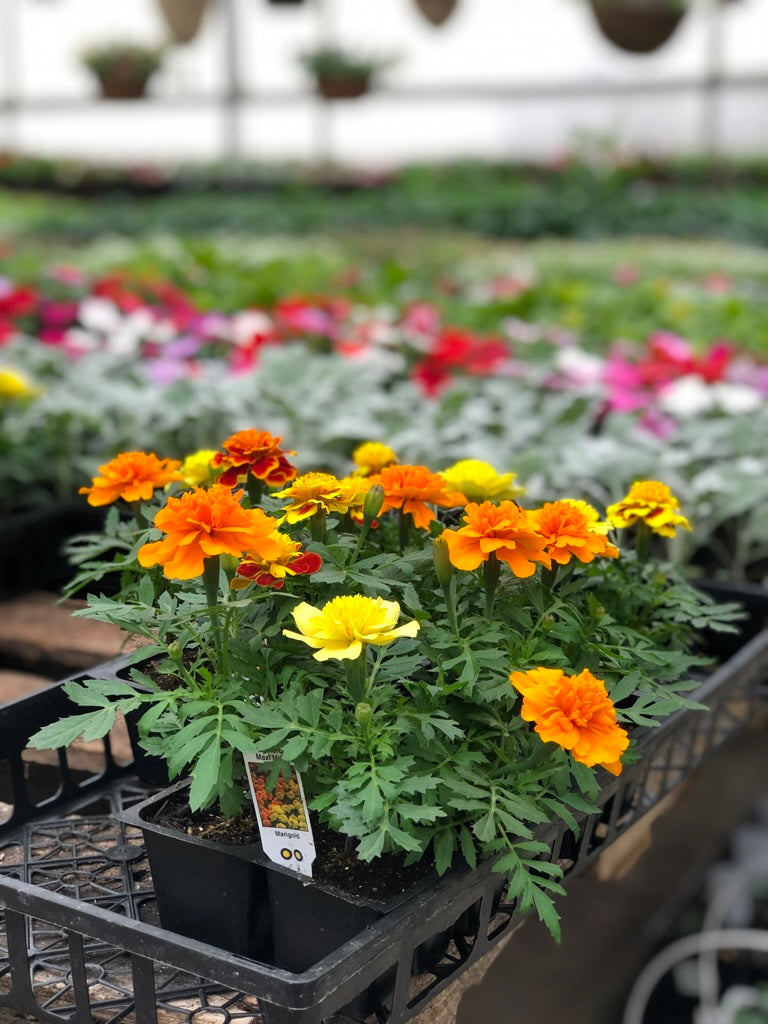 Freund's Farm Market & Bakery Online Store